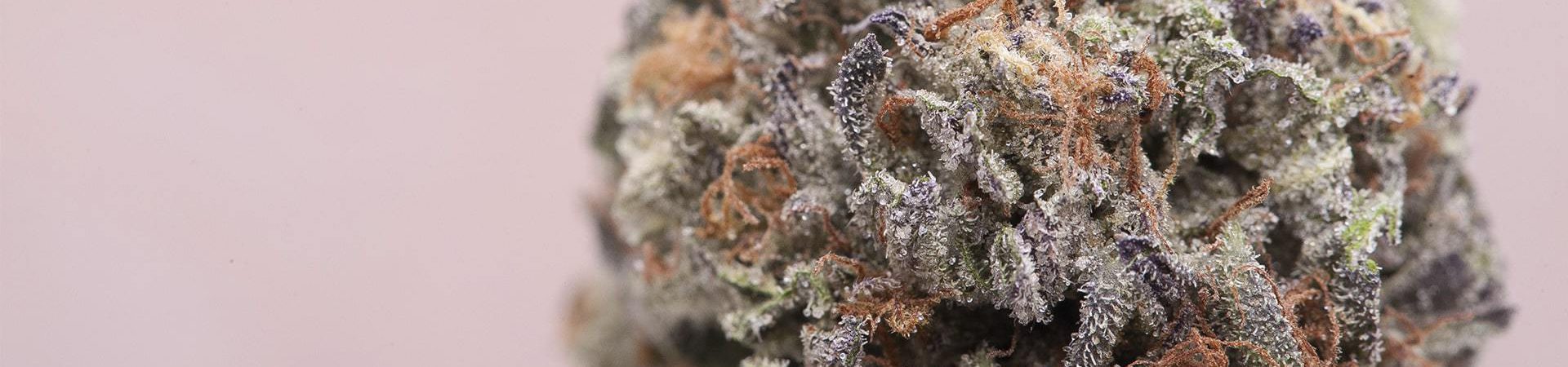 God’s Gift Marijuana Strain [Full Review]
