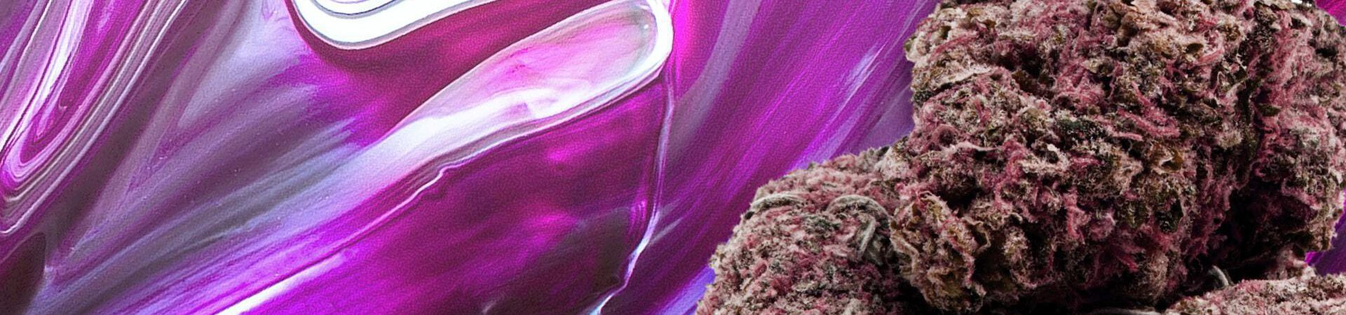 Purple Princess Strain - Fruity and Relaxing Hybrid