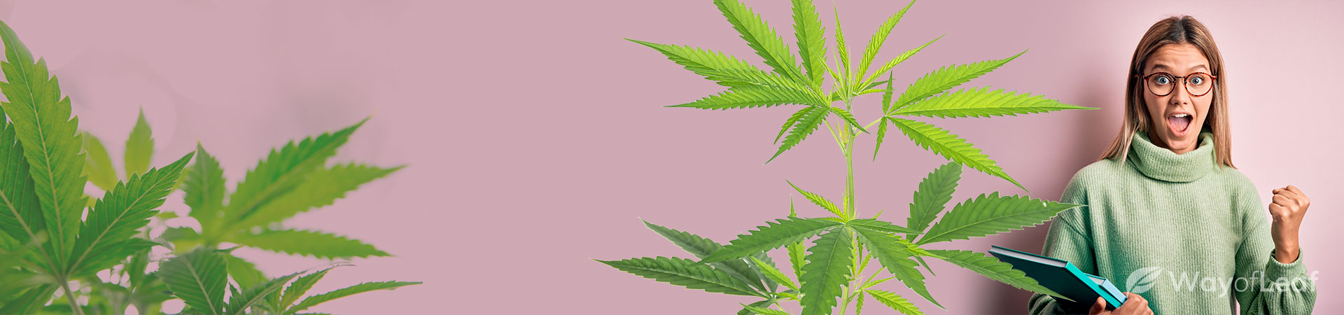 Can Cannabis Make You Smarter? [Finally Answered]