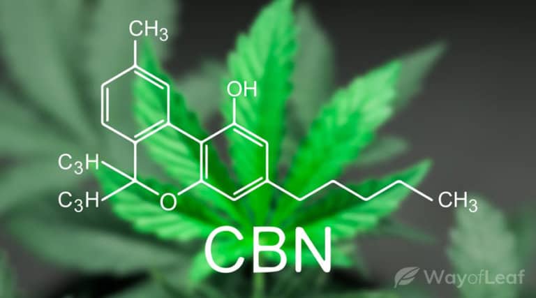 What Is CBN? How It Works and What It Is Used For