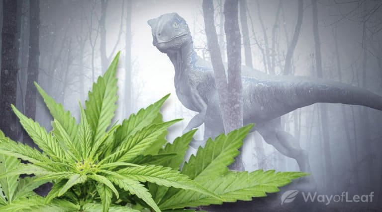 Where Does Marijuana Originate From? [Facts & Myths]