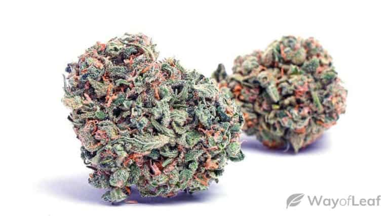 5 Cannabis Strains to Get You into That Giggle Mood