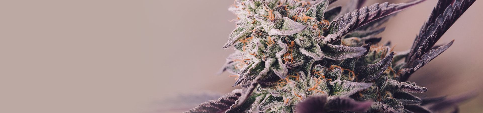 Growing Obama Kush Cannabis: 8 Tips for a Successful Harvest