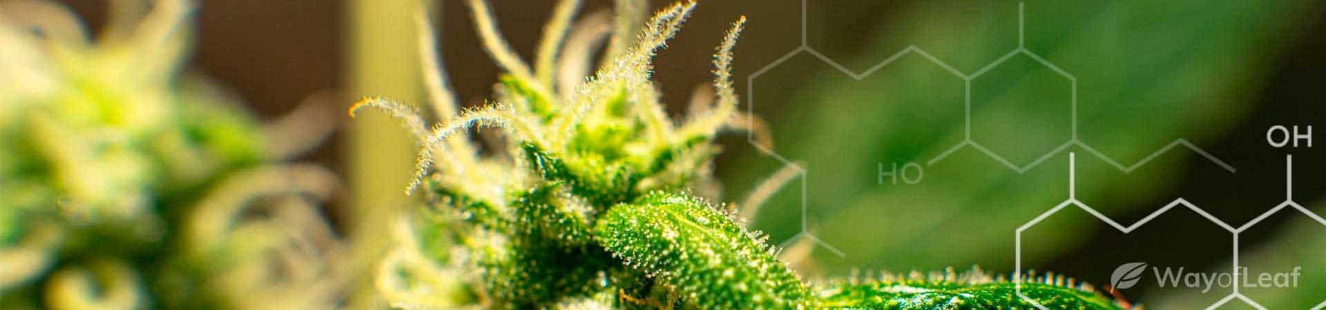 What Is CBG, How Does It Work, and What Is It Used For?