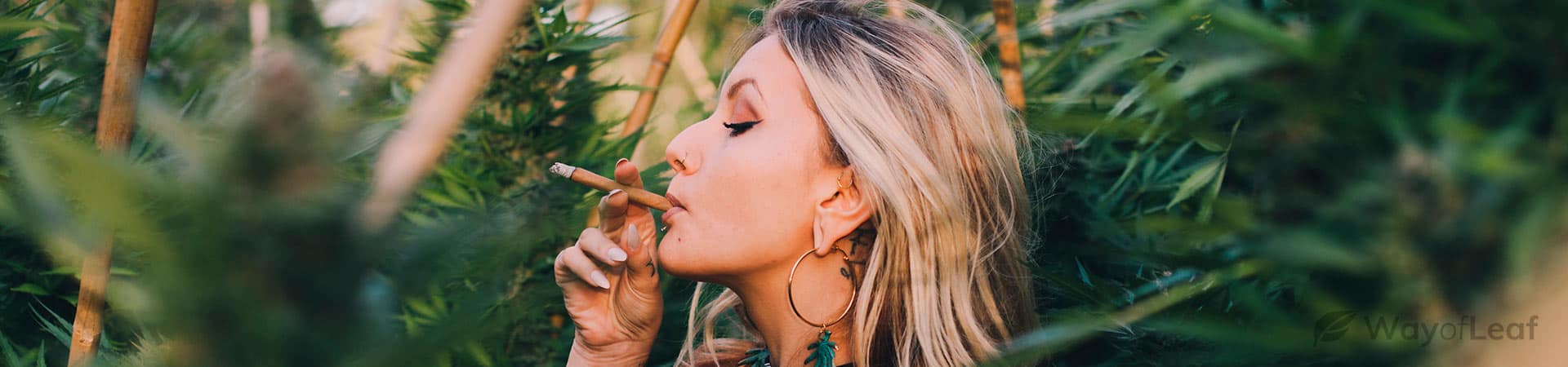 The “Stoner” Lifestyle Has Changed Throughout the Decades