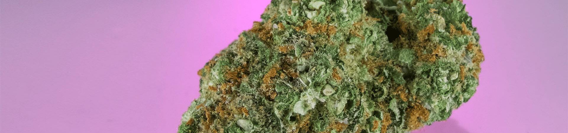 Cinderella 99 Strain - Dreamy and Uplifting Cannabis
