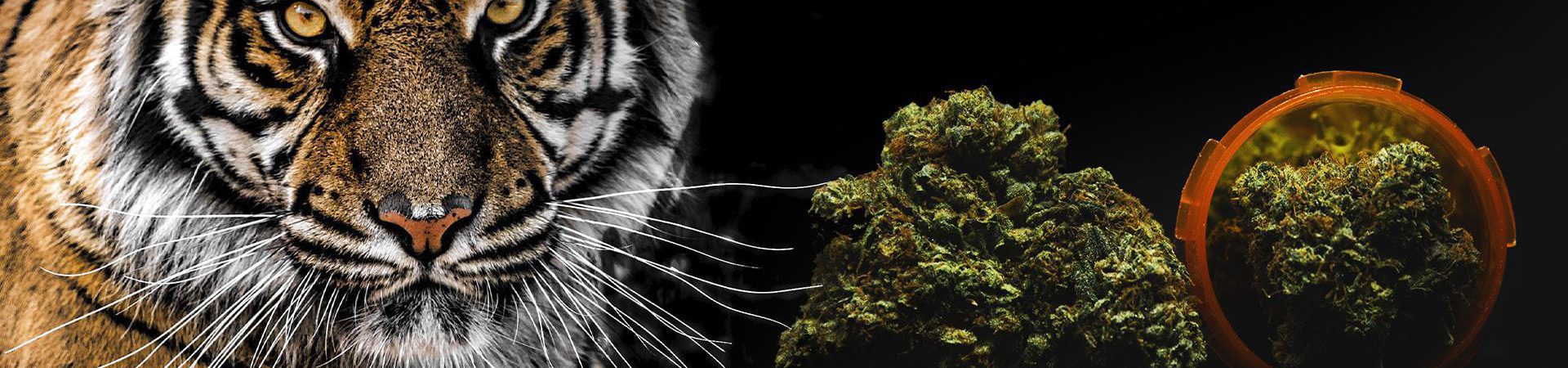 Tiger’s Milk: The Expert Marijuana Strain Review | WayOfLeaf