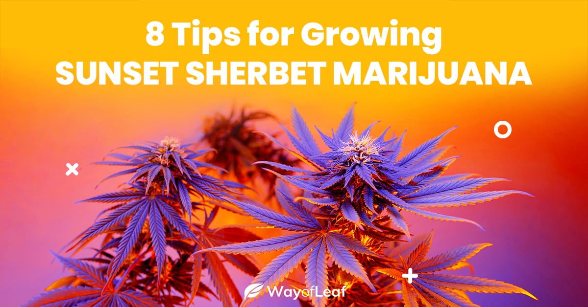 8 Tips for Growing Sunset Sherbet Marijuana: Growing Guide