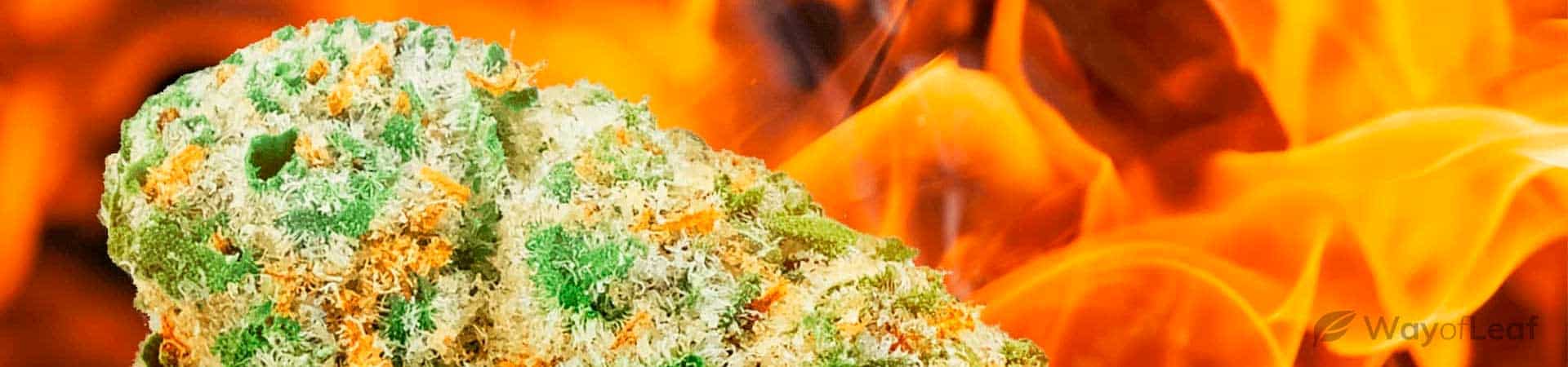 Fire OG Strain - Powerful and Euphoric