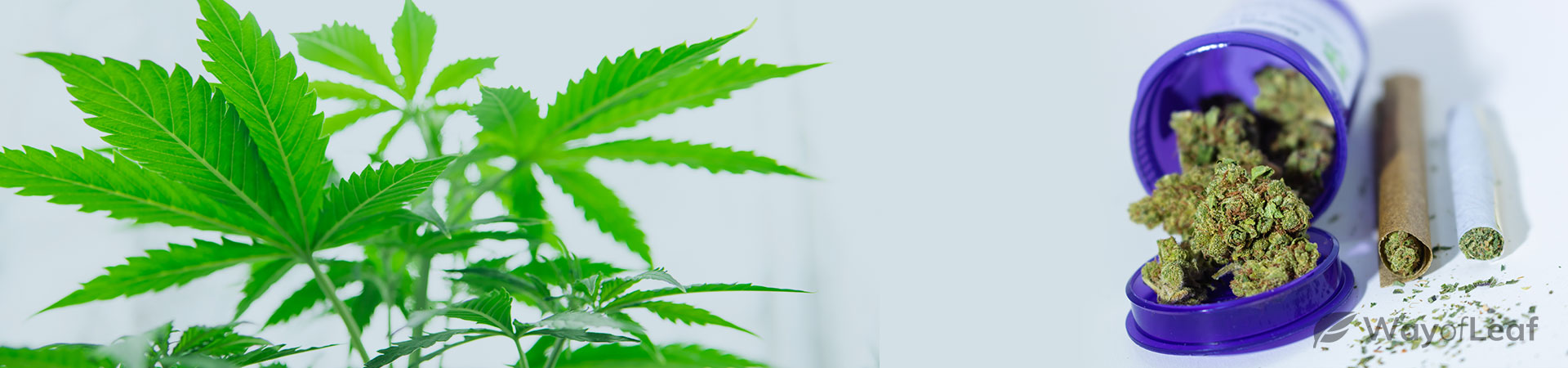 How to Grow Bruce Banner Weed [Read This Guide!]