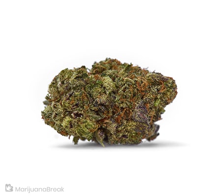 Grape Stomper Strain - Uplifting Hybrid