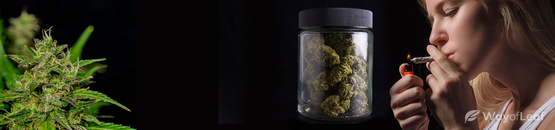 8 Tips for Growing Cinderella 99 Marijuana: A Growing Guide