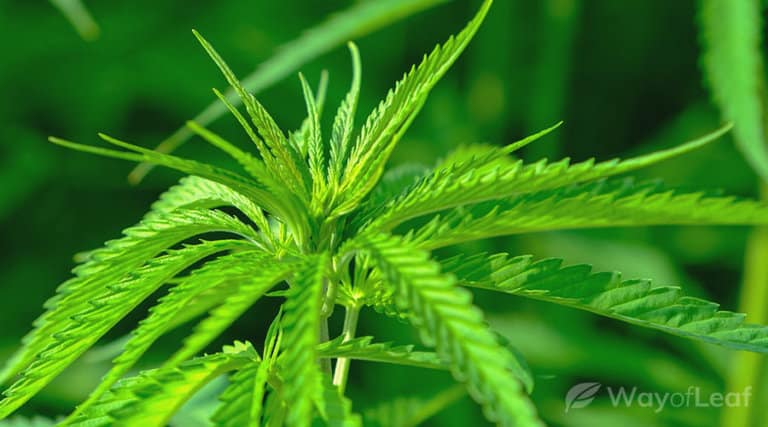 What Is Sinsemilla? [Explaining This Common Cannabis Term]