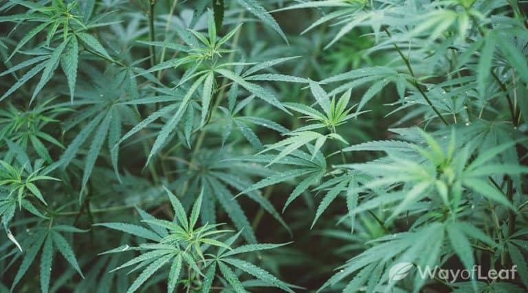 What Is Ditch Weed? [And Should You Be Using It?]