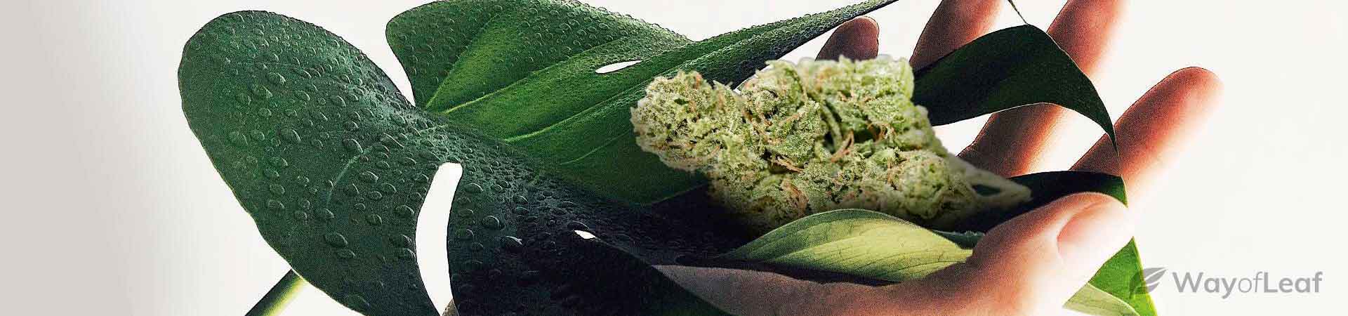 Power Plant Strain - Energizing and Clear-Headed