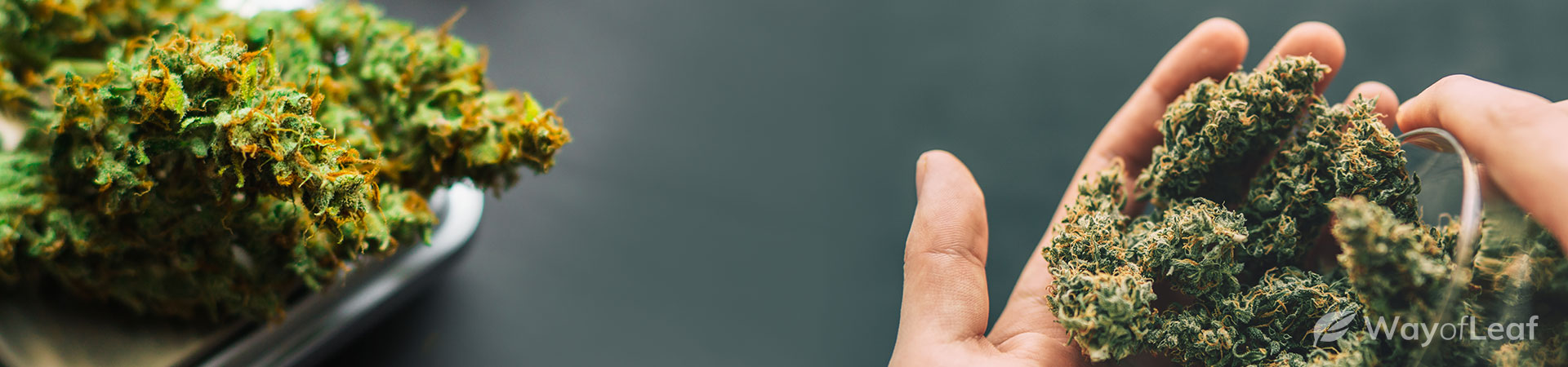 What Are Cannabis Cones? [The Informative Guide]