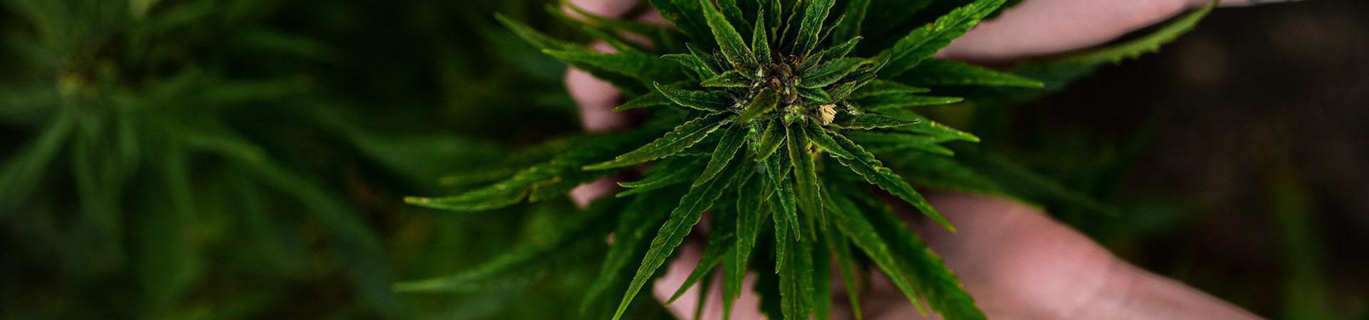 How Many Different Kinds of Marijuana Are There? [Answered]