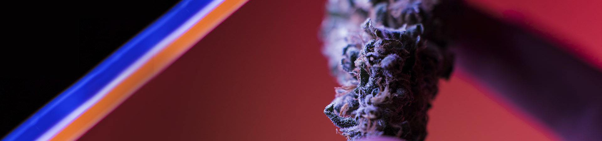 Vortex Cannabis Strain [Understanding Origins, Potency, & More]