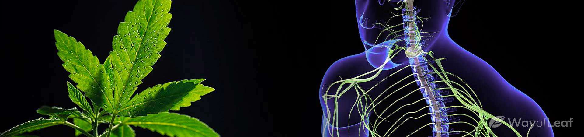 The Endocannabinoid System [The ECS Finally Explained]