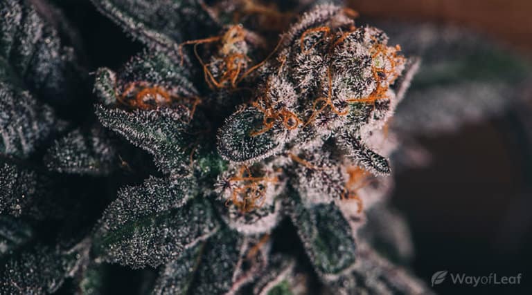 Mochi Strain [Full Strain Review + Information]