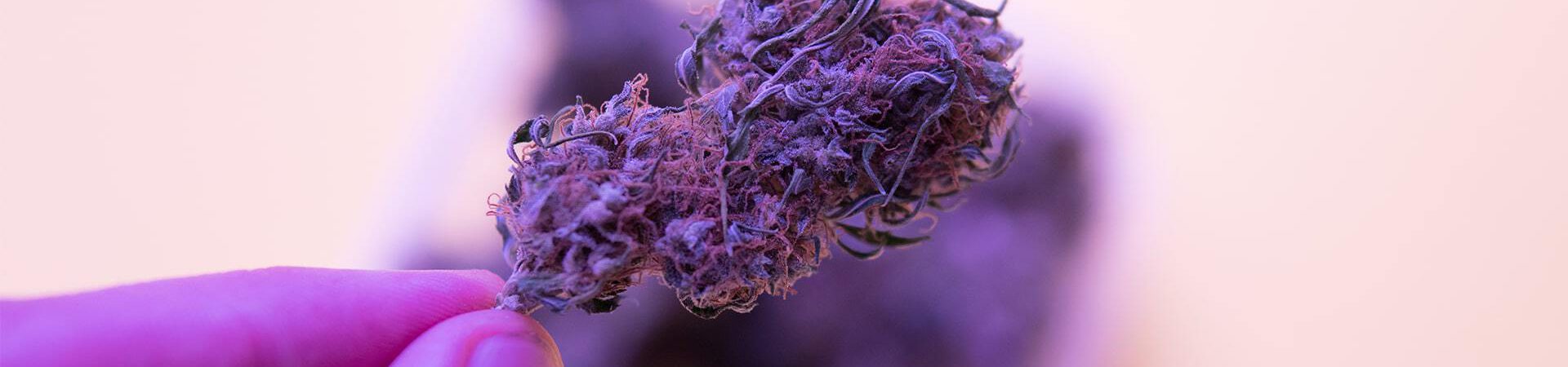 Blueberry Pie Strain – Aromatic and Potent