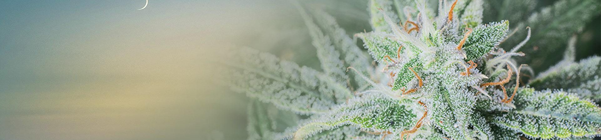 White Nightmare Strain [Origins, Benefits, Potency]