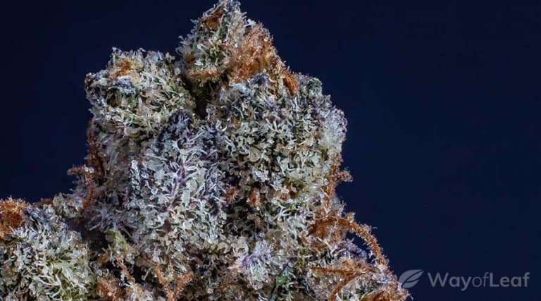 5 Best and Strongest Marijuana Strains of the Year [Reviewed]