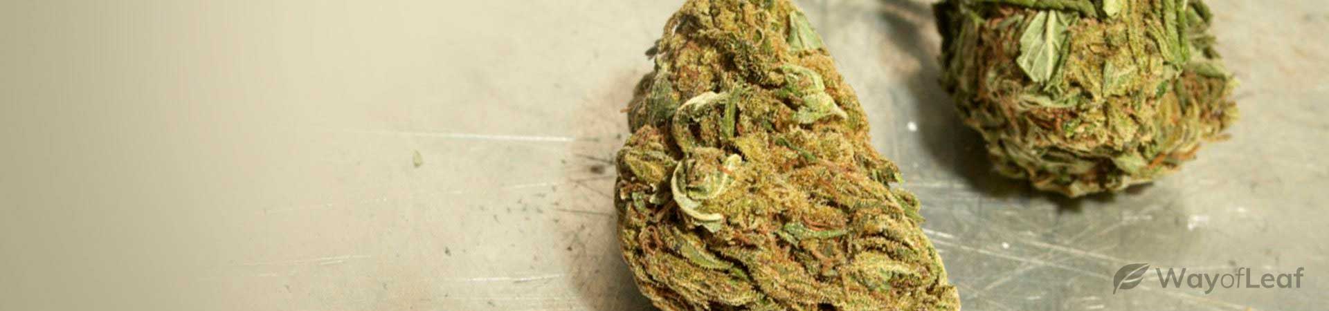 Chronic Strain [Origins, Benefits, Potency]