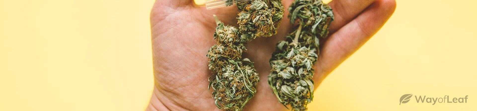 5 Best and Strongest Marijuana Strains of the Year [Reviewed]