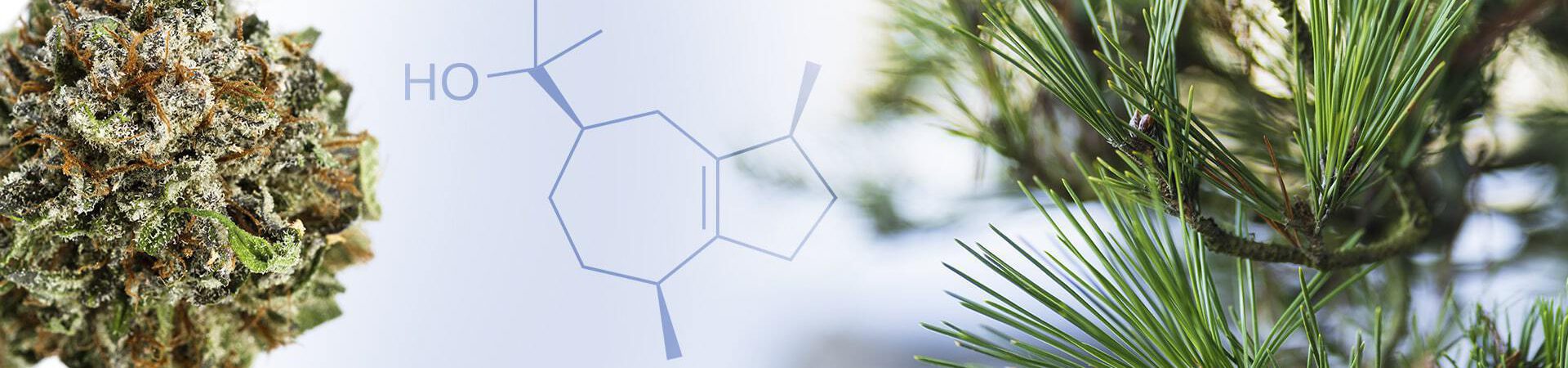 Guaiol Terpene: What Is It & What Is Its Role in Cannabis?