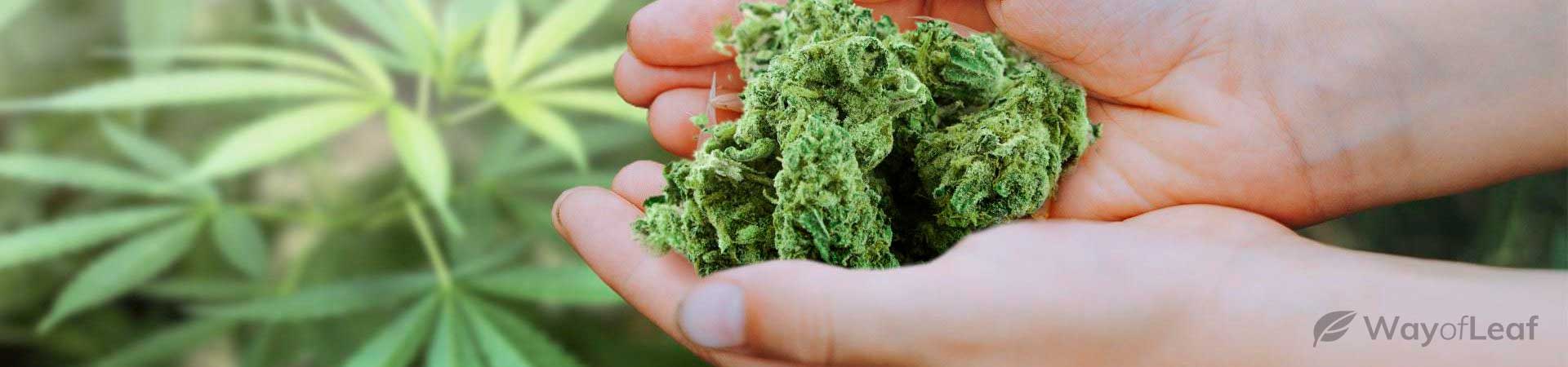 Top 44 Strain [Our Ultimate Cannabis Strain Review]