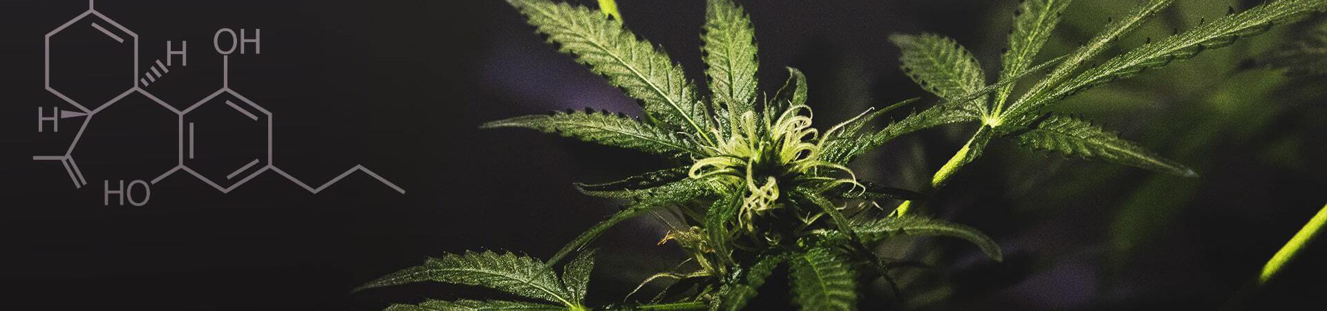 What Is CBDV? [Complete Guide to Effects, Strains, etc.]