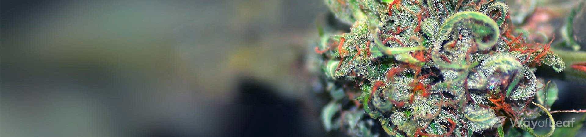 Blue Monster Strain - Potent and Flavorful