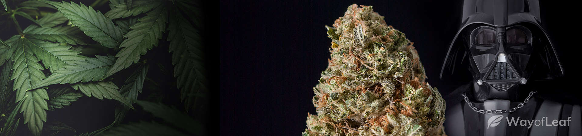 Darth Vader OG Strain - Potent Cannabis