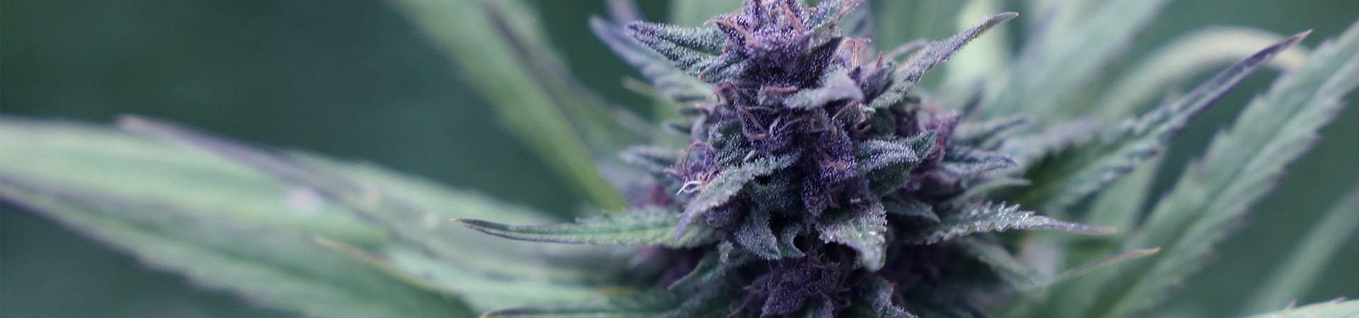 Vietnam Black Cannabis Strain [Origins, Benefits, Potency]