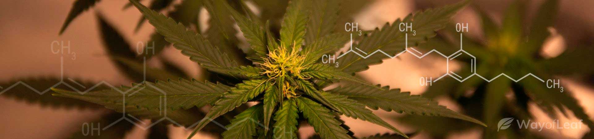 CBGa: The Mother of All Phytocannabinoids [Fully Explained]