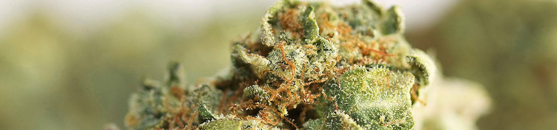 Neptune OG Strain - Potent Indica