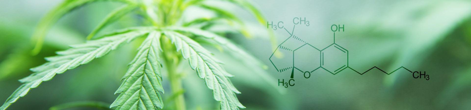 What Is CBL (Cannabicyclol)? This Cannabinoid Explained