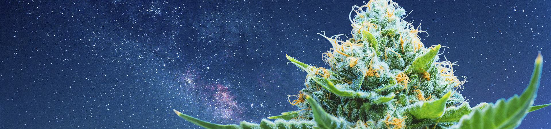 Space Candy Strain - Balanced and Uplifting