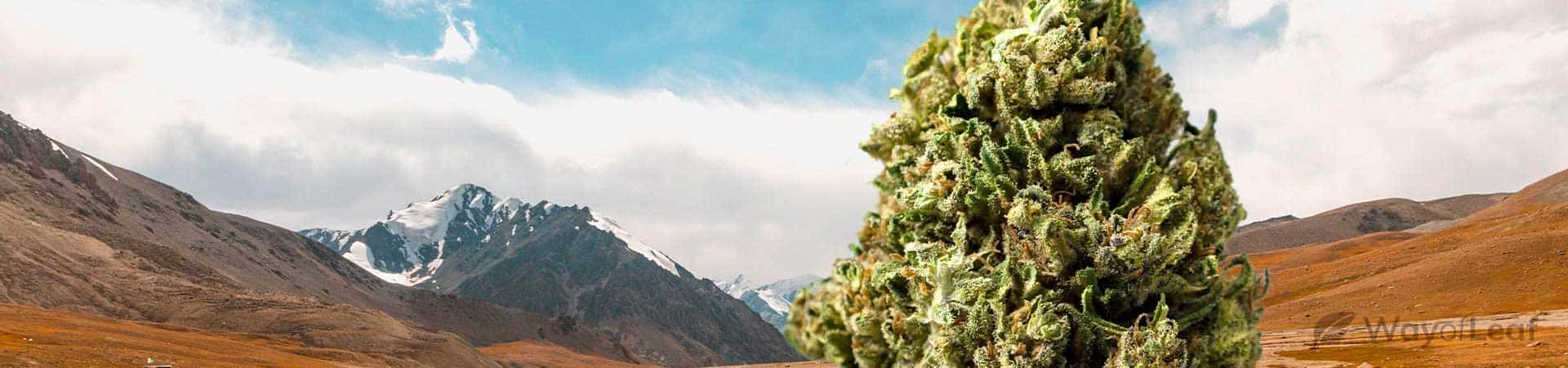 Pakistani Kush Strain (Complete Review + Grower's Info)