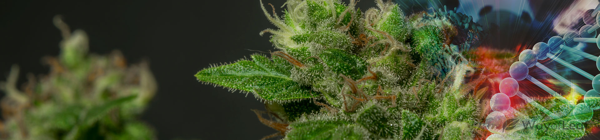 5 Common Marijuana Mutations [Watch for These Variations]