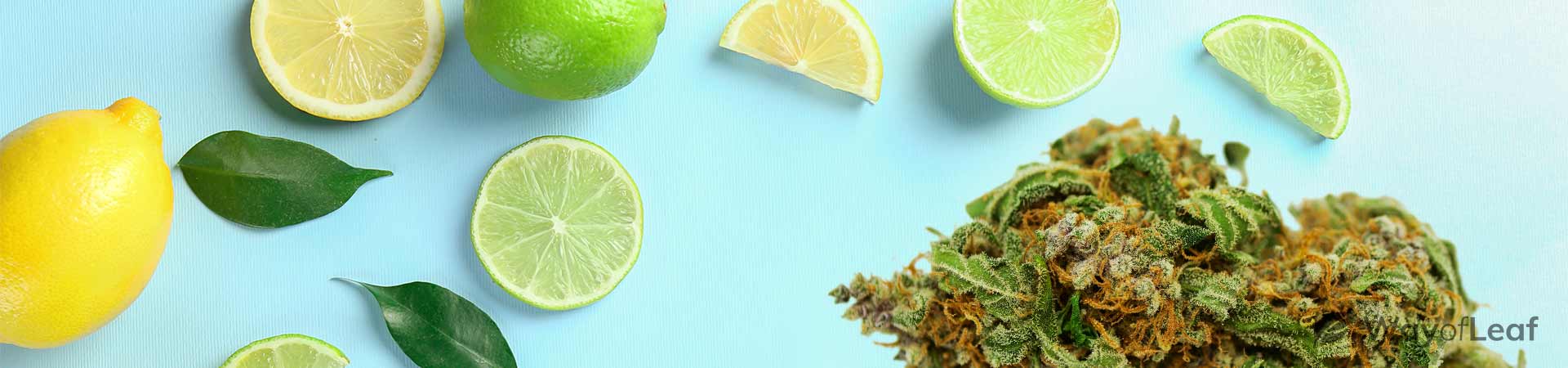 Citral Skunk Strain - Flavorful Hybrid