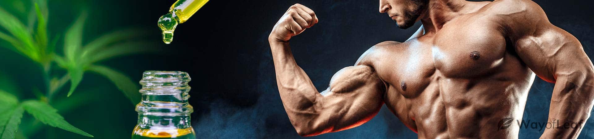 CBD and Bodybuilding [Benefits and Research Explained]