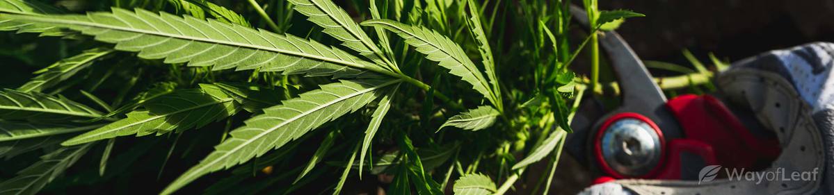 How to Improve Your Marijuana Crop’s Natural Defenses