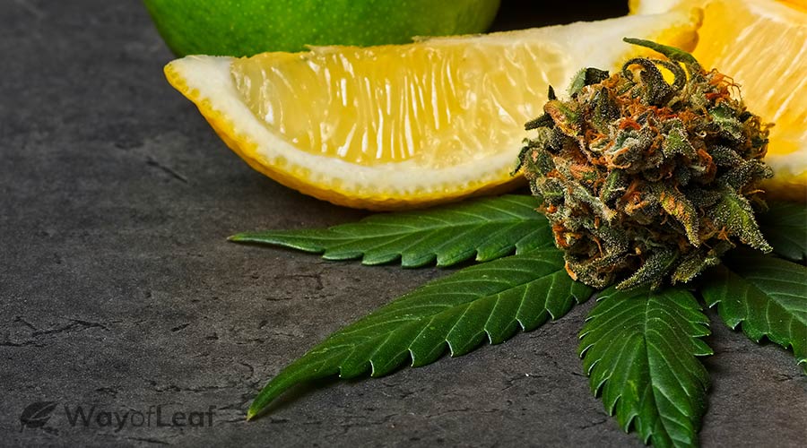 Lemon OG Candy Strain [ Full Cannabis Strain Review]