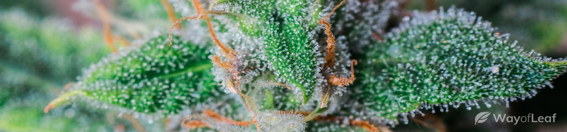 Blue Diesel Strain