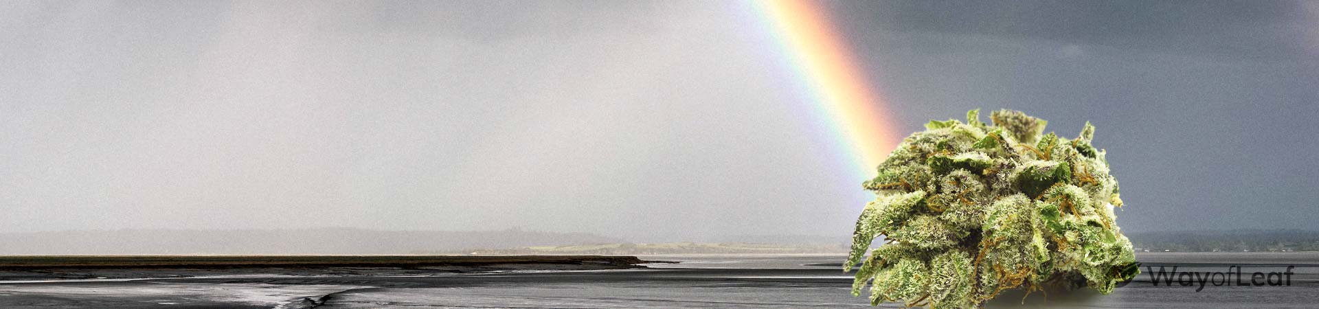 Rainbow Cannabis Strain Review: The Expert's Guide