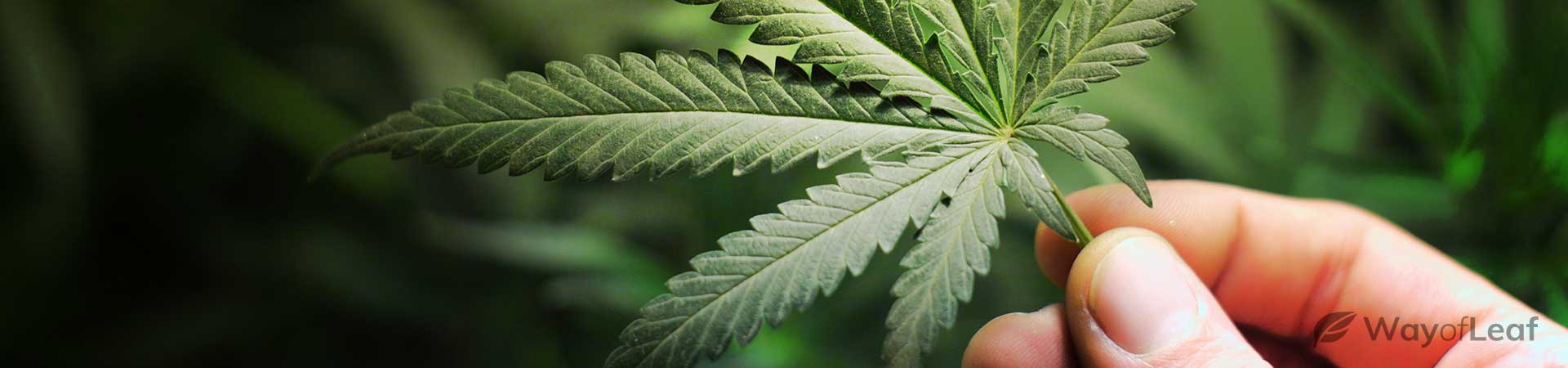 Blissful Wizard Strain - Euphoric and Uplifting Hybrid