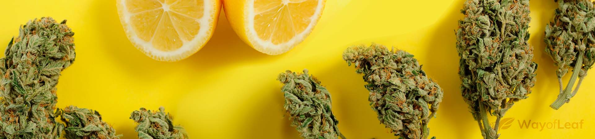 Electric Lemon Marijuana Strain Review