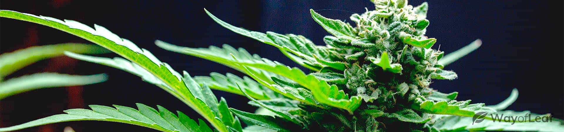 Slurricane Marijuana Strain Review: What There Is to Know
